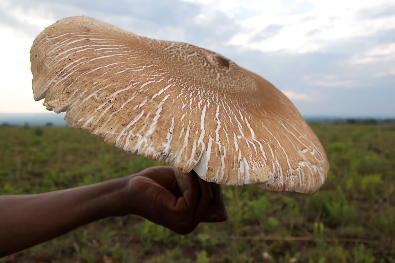 Quel est le plus grand champignon comestible du monde ? - AFRIK Management