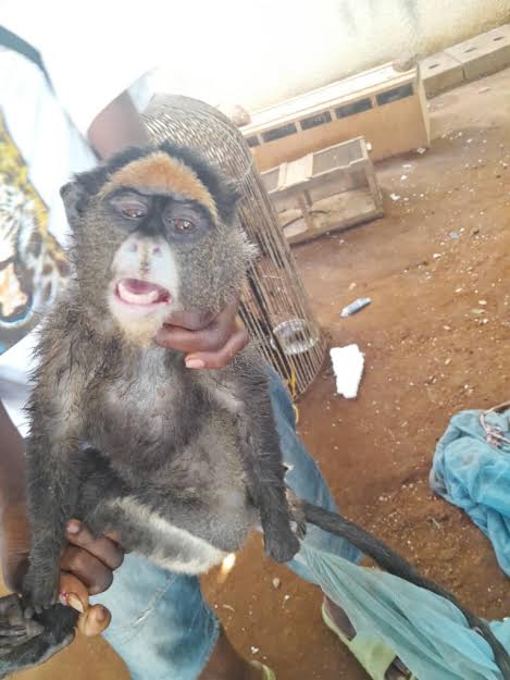 Commerce illégal des espèces sauvages protégées : les primates en ...